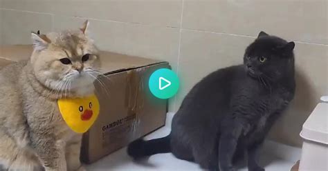 Cute Cats Arguing Album On Imgur