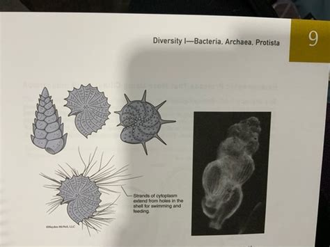 BIOL Lab Final Flashcards Quizlet