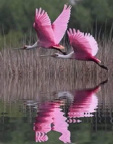 Pin By Julie Fenn On Birds Of A Feather Beautiful Birds Exotic Birds