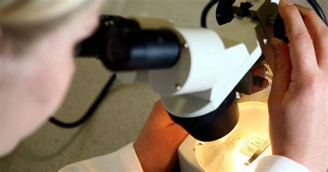 Scientists Create Embryo Like Structures From Monkey Cells The Irish News