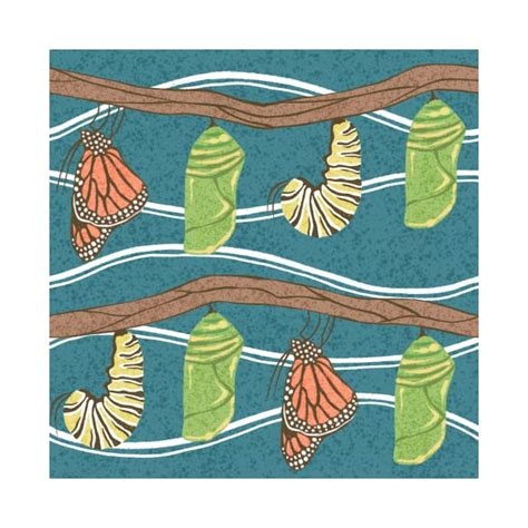 Butterfly Metamorphosis Pattern Butterfly T Shirt Teepublic