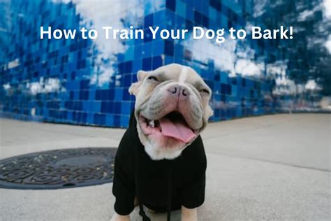 How To Train A Dog To Bark On Command Or Speak In 3 Steps Pethelpful