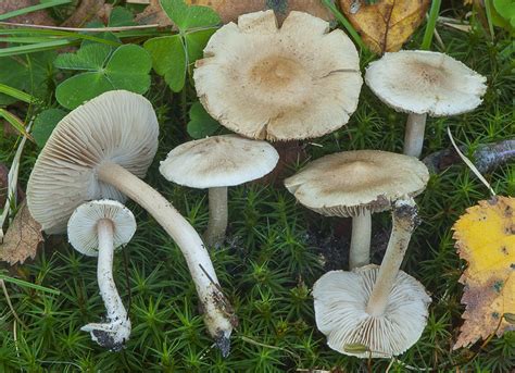 Inocybe Sindonia Sociedad Micológica Barakaldo