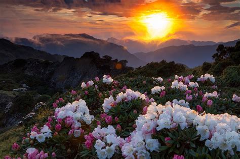 배경 화면 꽃들 자연 산 플로라 1920x1280 픽셀 육상 식물 꽃 피는 식물 우디 식물 1920x1280 Coolwallpapers 629553