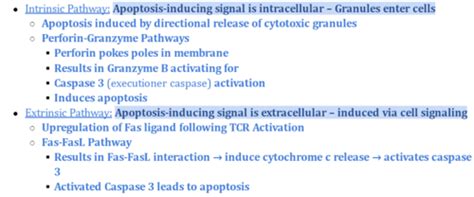 Effector Responses Cell Mediated Immunity Flashcards Quizlet