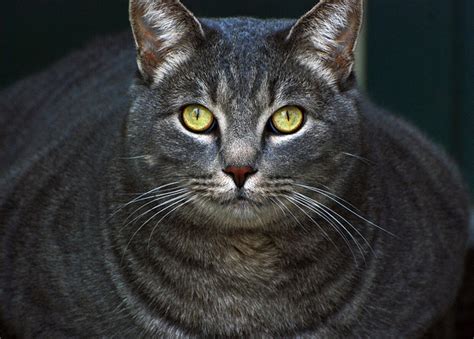 Greyson Cat Cats Grey Cats Cute Animals
