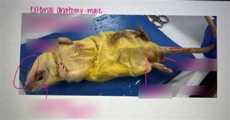 Rat Dissection Exterior Diagram Quizlet