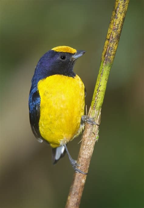 Ml Orange Bellied Euphonia Macaulay Library