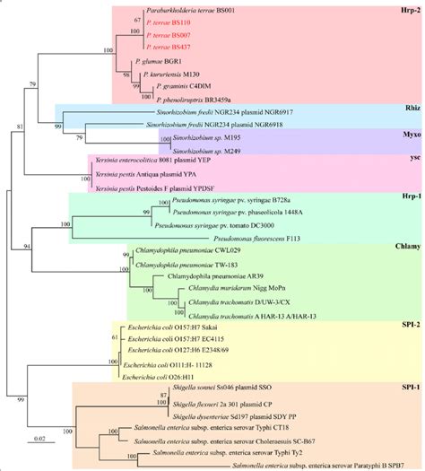 Phylogenetic Tree Of Selected Type 3 Secretion Systems T3ss The Tree