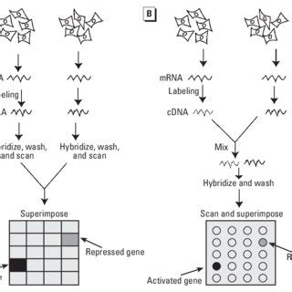 Gene Expression Analyses By Microarray A One Color Expression Download Scientific Diagram