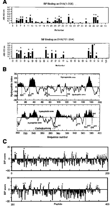Peptide Scans And Prediction Of Bip Binding Sites In The Primary Download Scientific Diagram