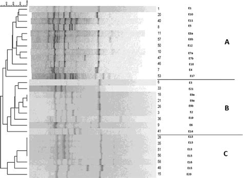 Dendrogram Generated With Dice Coefficient And The Upgma Clustering