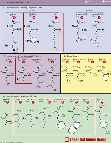Where Are Amino Acids Stored
