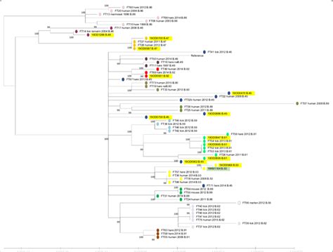 Maximum Likelihood Tree Estimated Using Phyml 3320180214 Hare