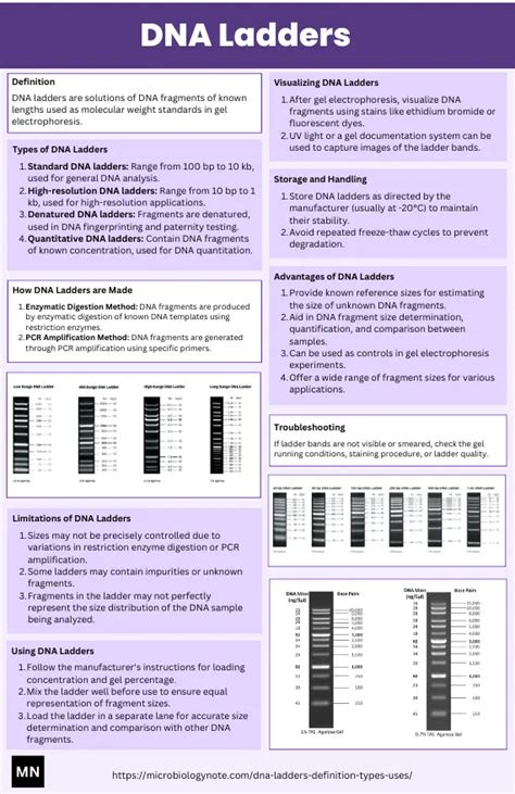 Dna Ladders Definition Types Uses Biology Notes Online