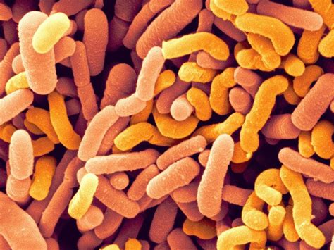 Top 10 Dangerous Bacteria On Earth And Antimicrobial Stewardship