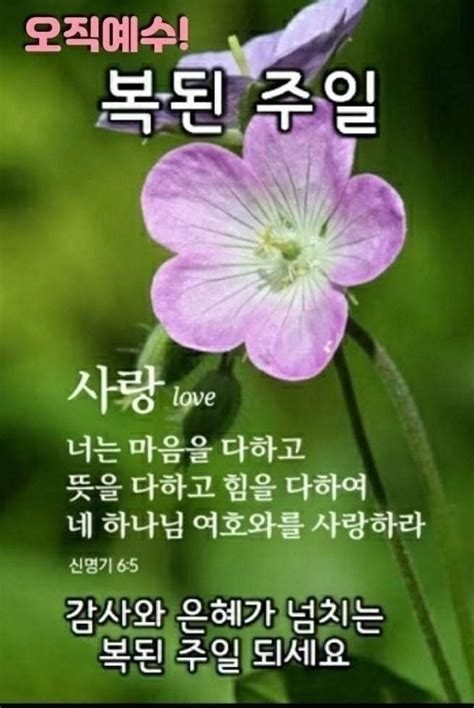 감사에 있는 진달래님의 핀 좋은 아침 인사 감사 이미지 아침 인사