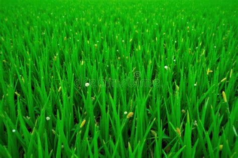 Vibrant Green Grass Texture Seamless Pattern Grass Spring Texture Stock Illustration
