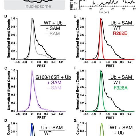 Dot1l H2bk120ub Nucleosome Acidic Patch Interaction Is Dependent On