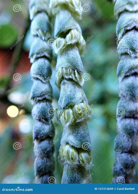 A Garrya Elliptica Bush Also Known As A Silk Tassel Bush Stock Image