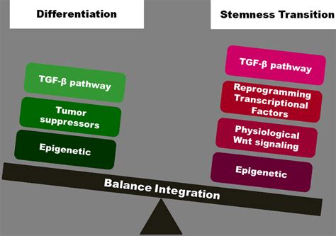 The Cell Fate Determination Is Delicately Controlled By Positive And