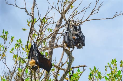 Flying Fox Bats Flying Mammals With Large Black Wings And Rusty Neck