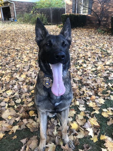 Valparaiso Police Departments K9 Raider To Get Donation Of Body Armor