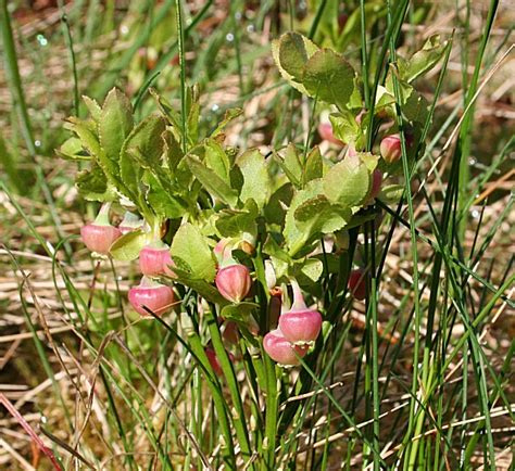 Blaeberry Flowers © Anne Burgess Cc By Sa20 Geograph Britain And