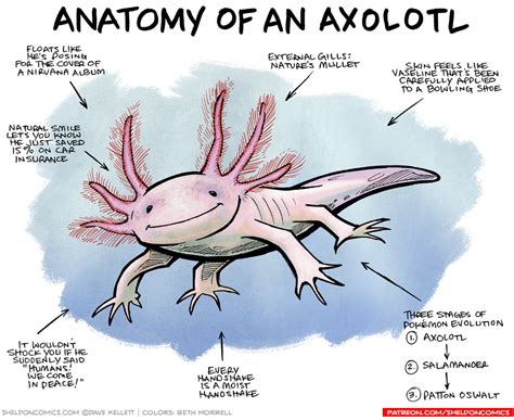How To Axolotls Breathe At John Keys Blog