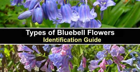 16 Types Of Bluebell Flowers With Pictures Identification Guide