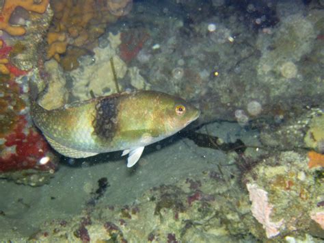 Fish Blue Throated Wrasse Barwon Bluff