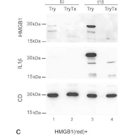 Double Immunogold Labeling Of Hmgb1 And Cd A And B And Hmgb1 And