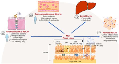 Summary Of Cardiometabolic Activities Of Milk Polar Lipids Mpls In