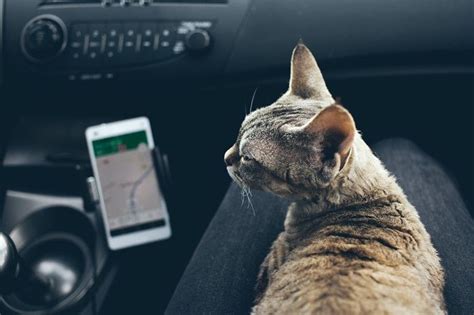 Moet Je Een Kat Verdoven Voor Op Reis