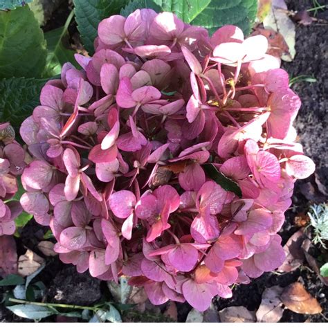 Hydrangea Macrophylla Bailmacfive Endless Summer Series Syn