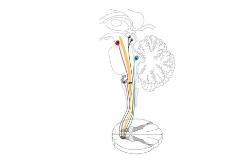 Extra Pyramidal System E Anatomy Imaios