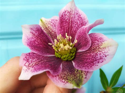 Helleborus Pretty Ellen Pink Slovensketrvalkysk