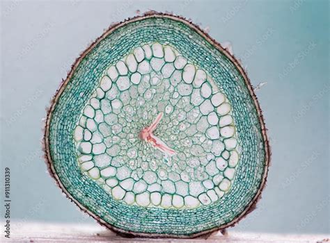 Cross Section Dicot Monocot And Root Of Plant Stem Under The