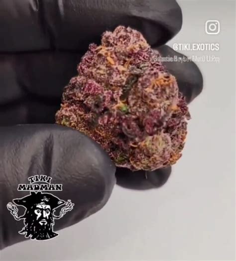 Sex On The Beach Tiki Seeds