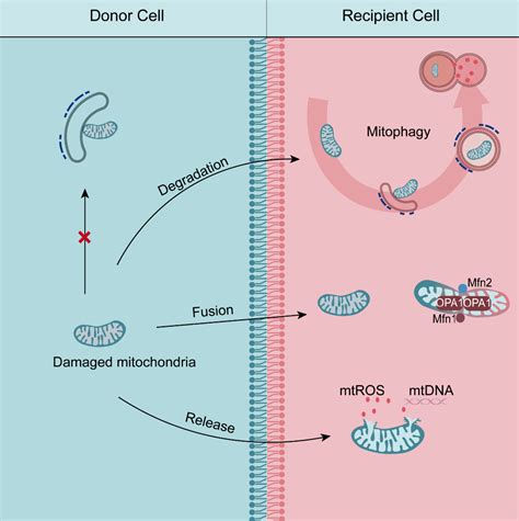 Focus Issue Mitochondria In Health And Disease The Febs Journal Vol