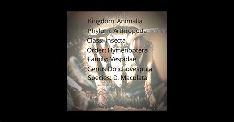 Bald Faced Hornet Scientific Classification Wasp Tapestry Teepublic Bald Faced Hornet Scientific Classification Wasp Tapestry Teepublic