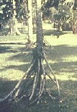 Root Modifications BIOL APBI 210 Lab Information