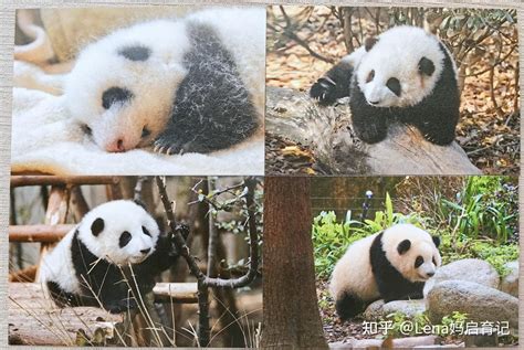 《熊猫花花》：自然、人文与萌态的完美融合，引领你走进国宝的魅力世界 知乎