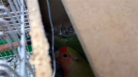Inseparabili Agapornis Roseicollis In Cova YouTube