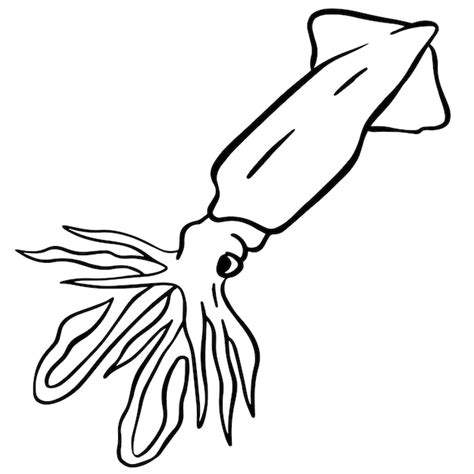 Squid Clipart Drawing