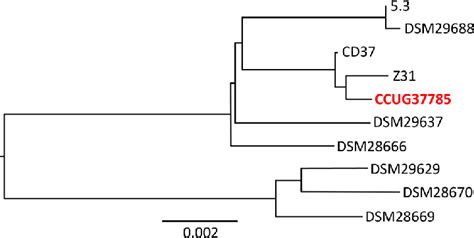 Phylogenetic Tree Of Nontoxigenic C Difficile Strains A Minimum