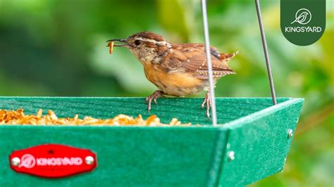 Choosing The Best Bird Feeder For Wrens And What To Fill It With