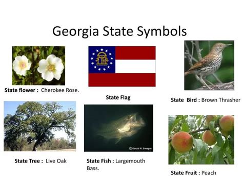 Ppt Georgia State Symbols Powerpoint Presentation Id 2492960