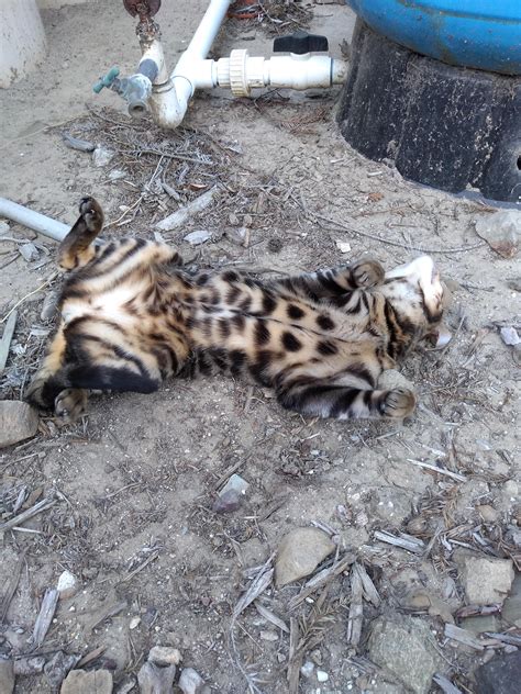 Cheetah Girl Belly Rcatbellies