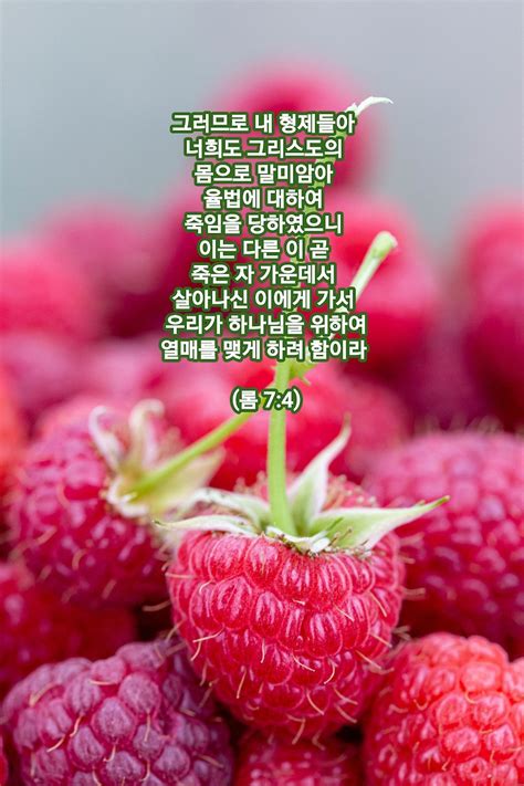 죽은 자 가운데서 살아나신 이에게 가서 우리가 하나님을 위하여 열매를 맺게 하려 함이라